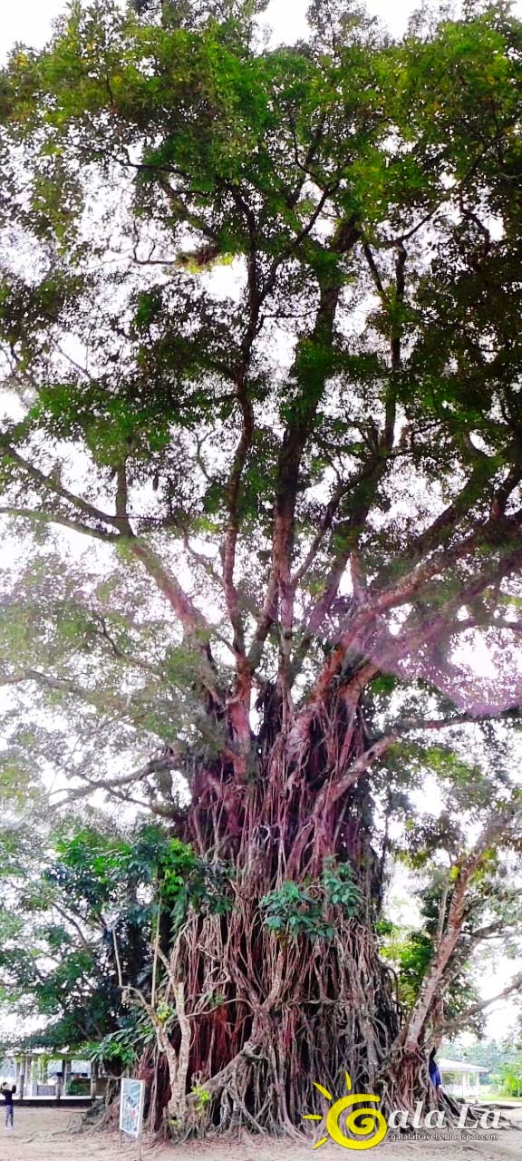 Gala La Travels: Exploring the Largest Balete Tree in Asia ~ AURORA