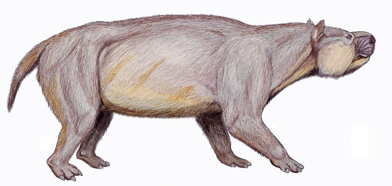 Los animales en la prehistoria: Animales prehistóricos con la letra C