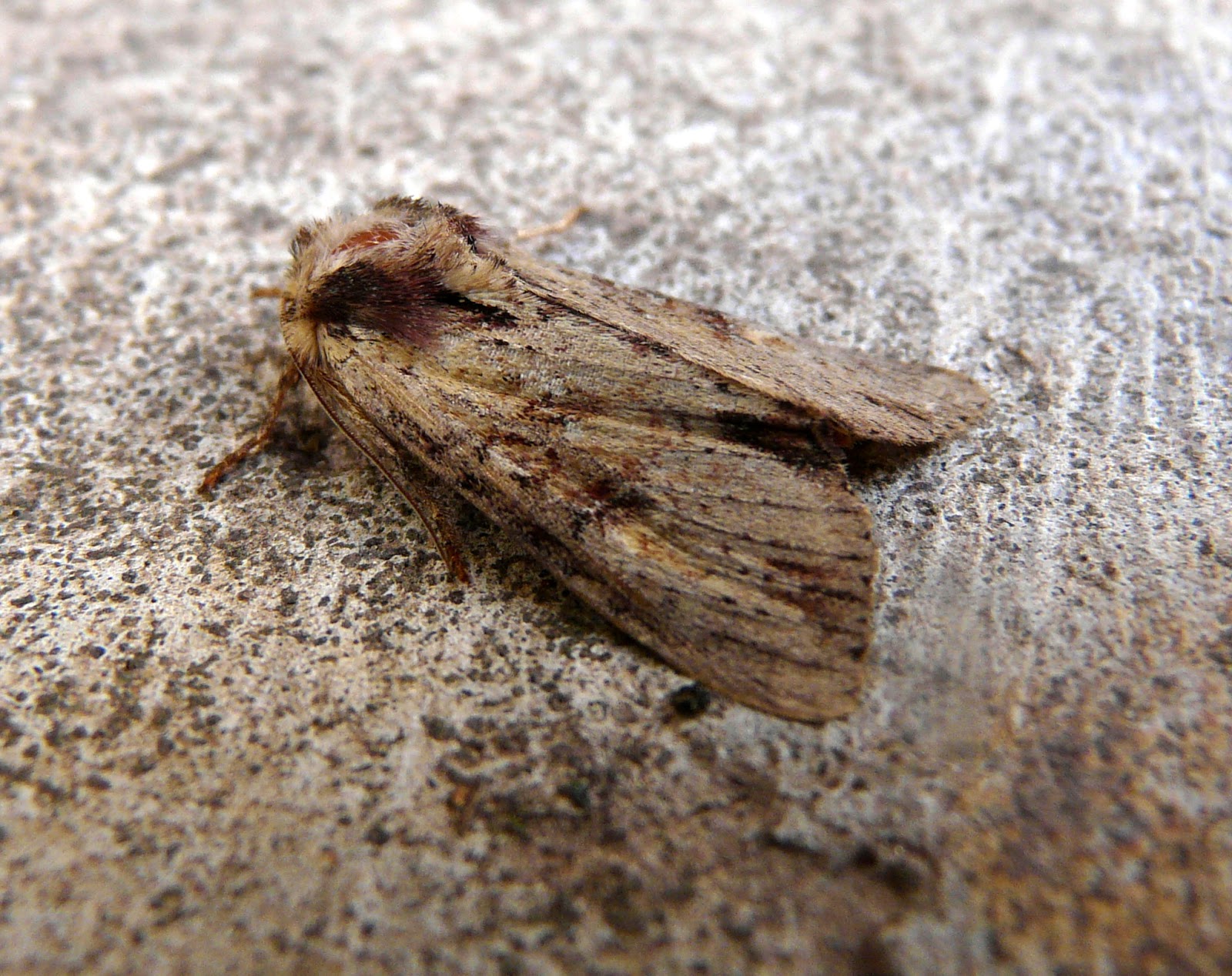 birdingexmouth: Common June Moths