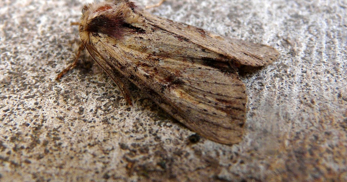 birdingexmouth: Common June Moths