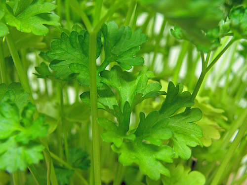 Cultura da Salsa (Salsinha) Petroselinum sativum