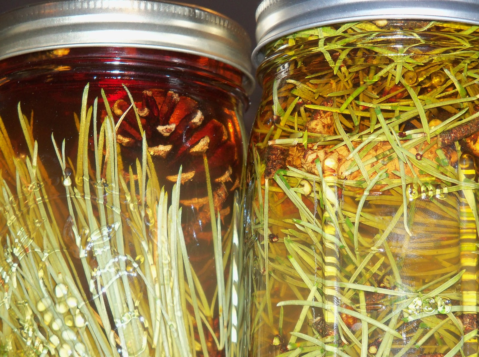 Plant Journeys: Newsletter Archive