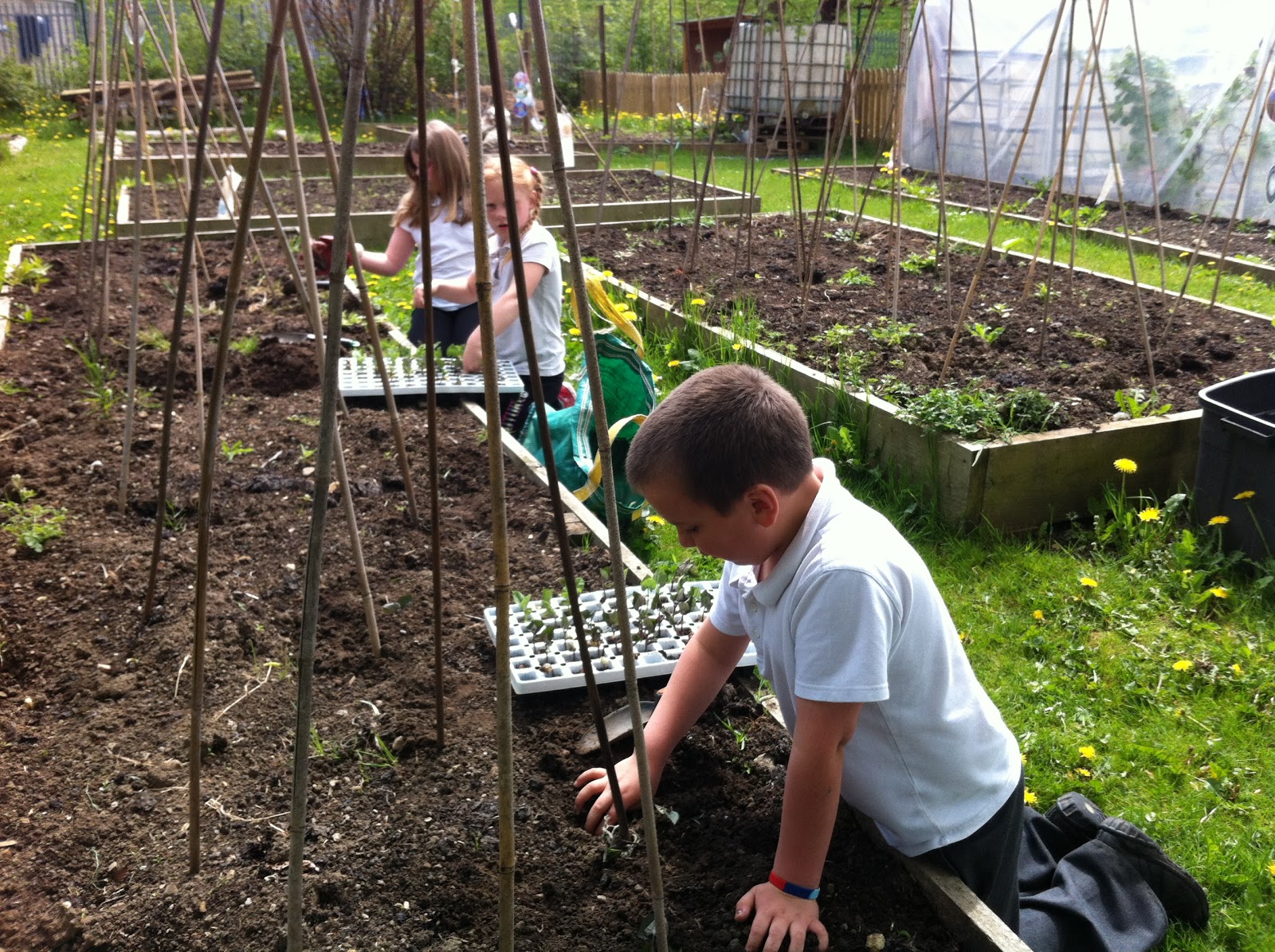 Welcome to Cookridge Primary School's Garden: Planting out