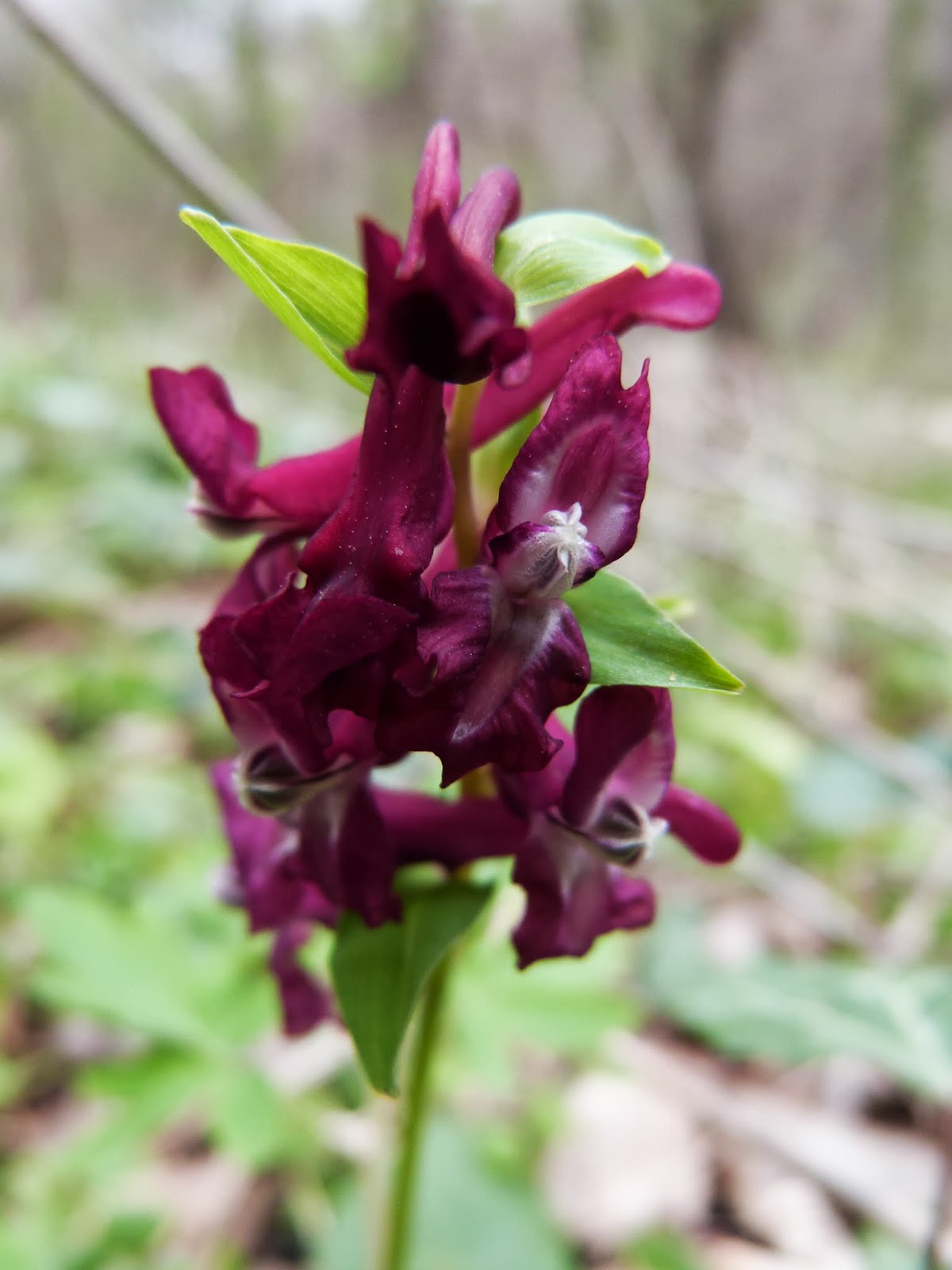 Frumusetile naturii: Brebenel (Corydalis cava)