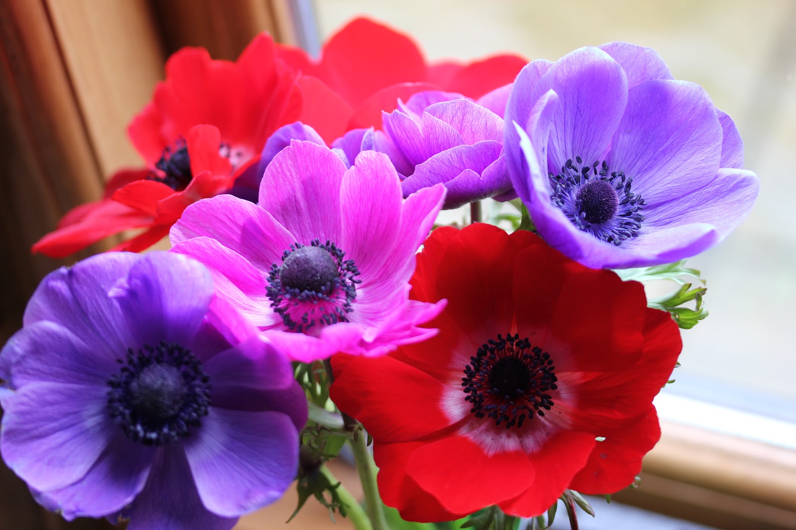 anemone coronaria 'de Caen' group, but don't be fooled by the boring ...
