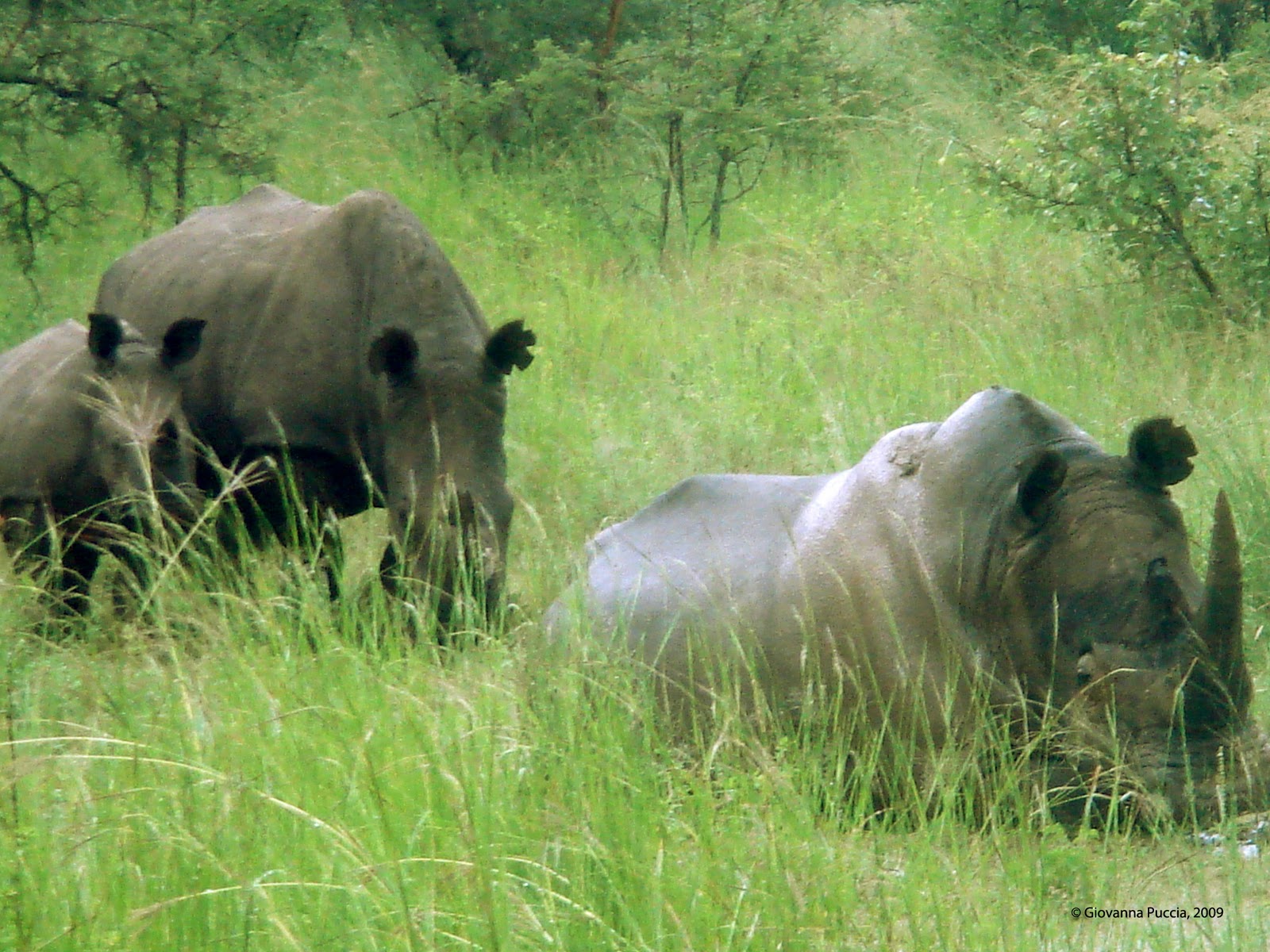Travels low cost: On the look-out for rhinos in the Matopos National ...