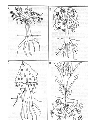 Terbongkar!!! Rahasia Baum Test (Test Menggambar Pohon) Di Sini - # ...