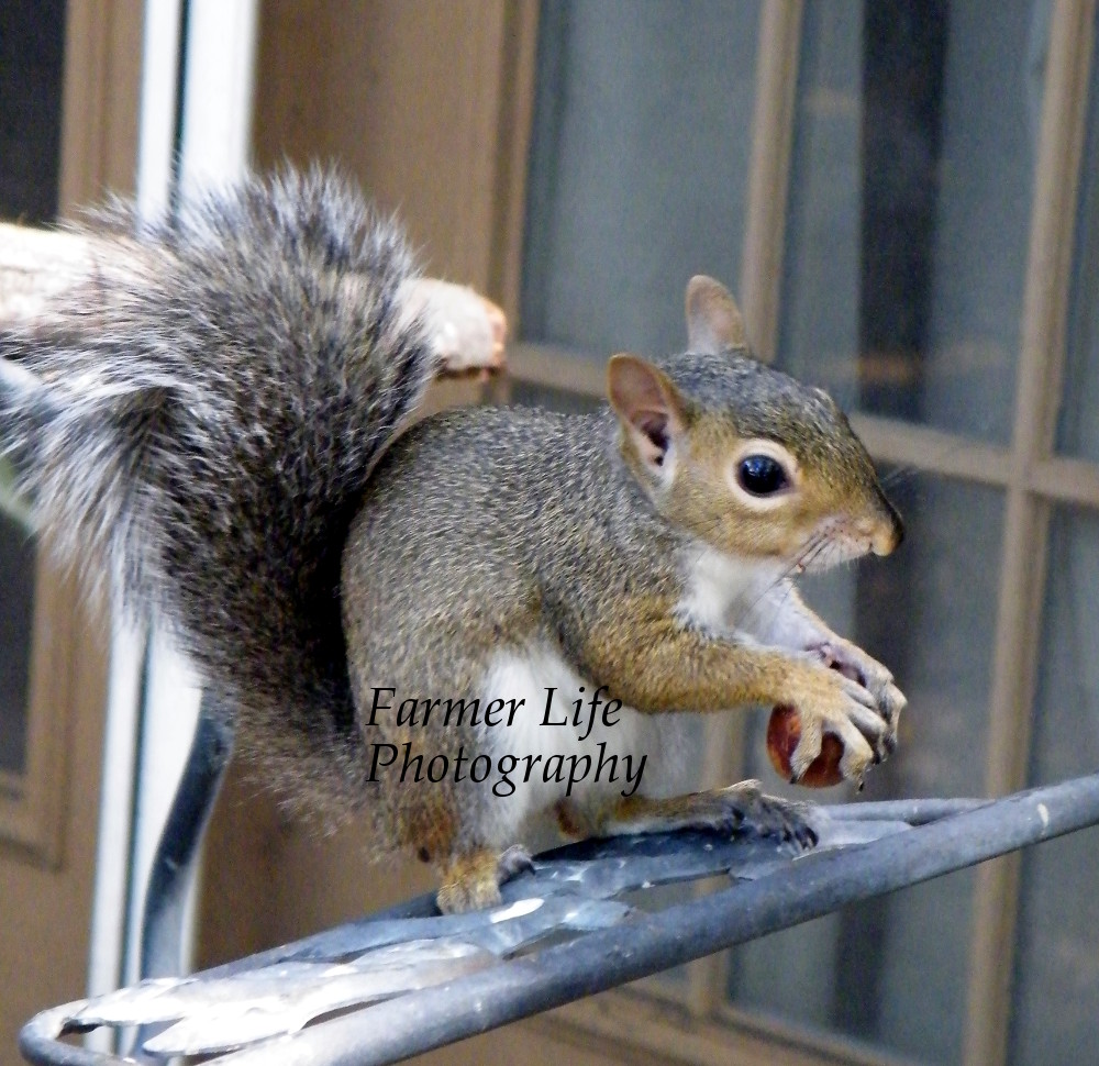 Living A Farmer's Life: Squirrel Spam 2!