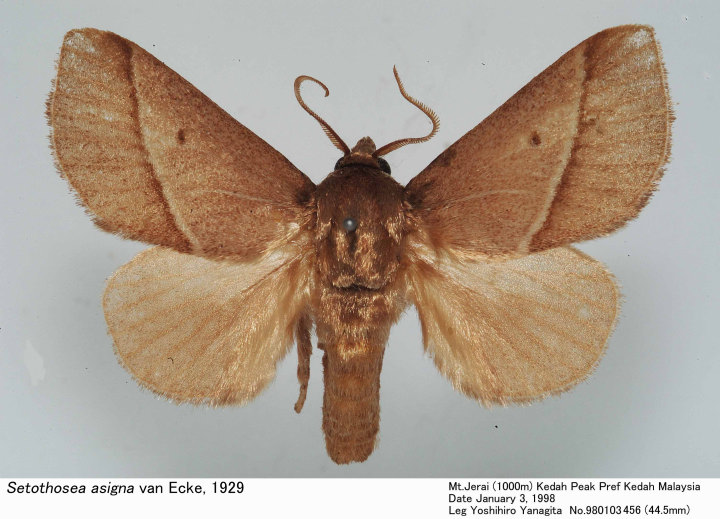 Membangun Perkebunan Kelapa Sawit: Hama Ulat Api Setothosea asigna van ...