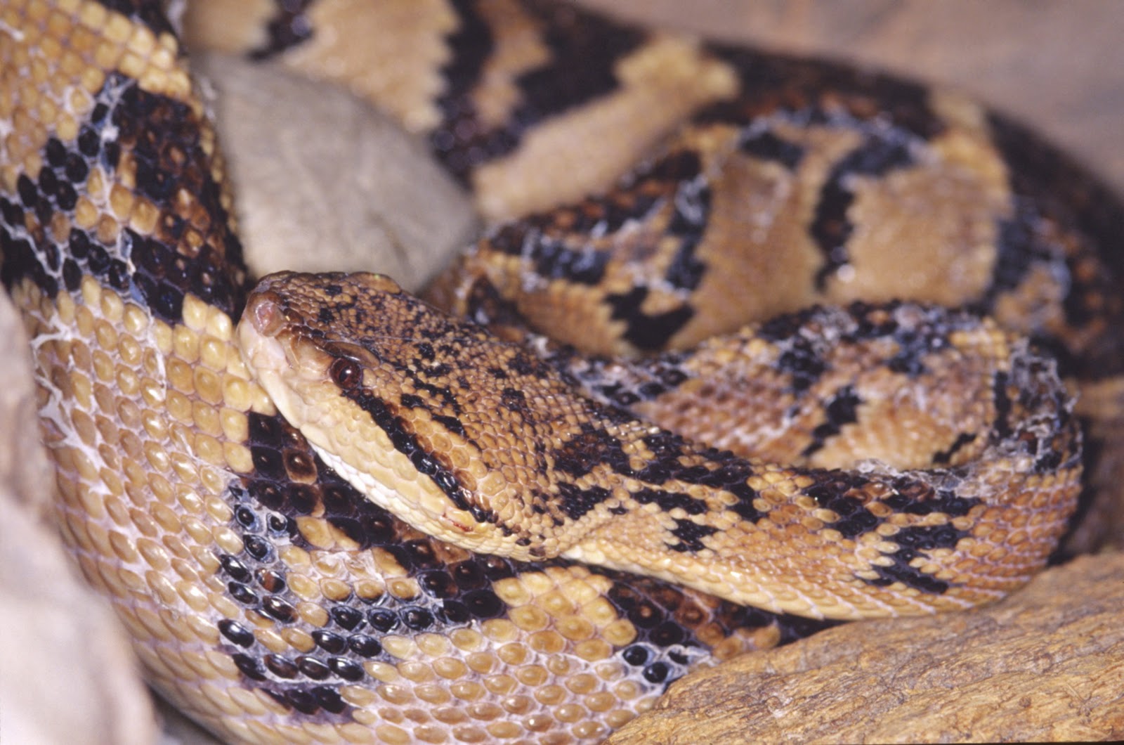 Explora la Venezuela Natural con Río Verde: LA CUAIMA PIÑA