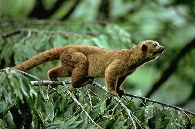 Vida Salvaje: Animales de Costa Rica