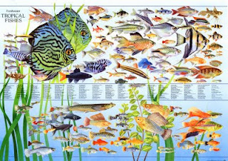 AquaticsZone: List of Freshwater Community Tropical Fish Part II