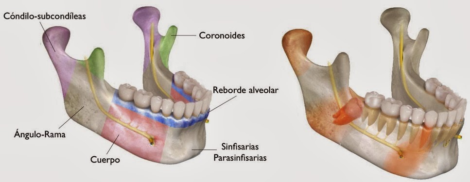 Técnicas ayuda odontológica y estomatológica: HUESOS DEL CRÁNEO Y DE LA ...