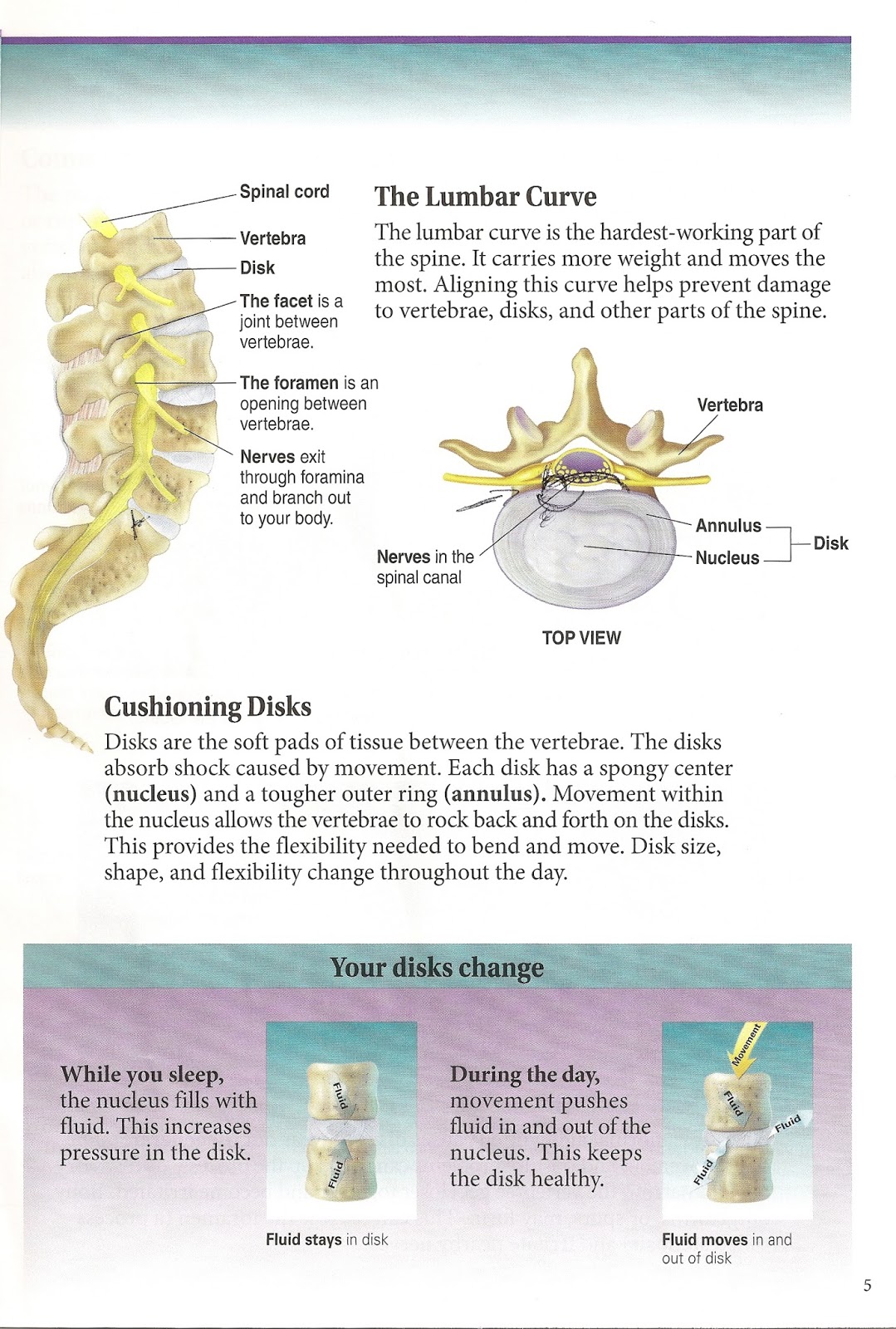 Brandi's Buzzar Blog: Back Basics: Managing Spine and Disk Problems ...
