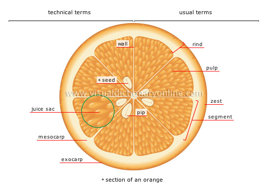 Citrus Fruits Pictures Part 1