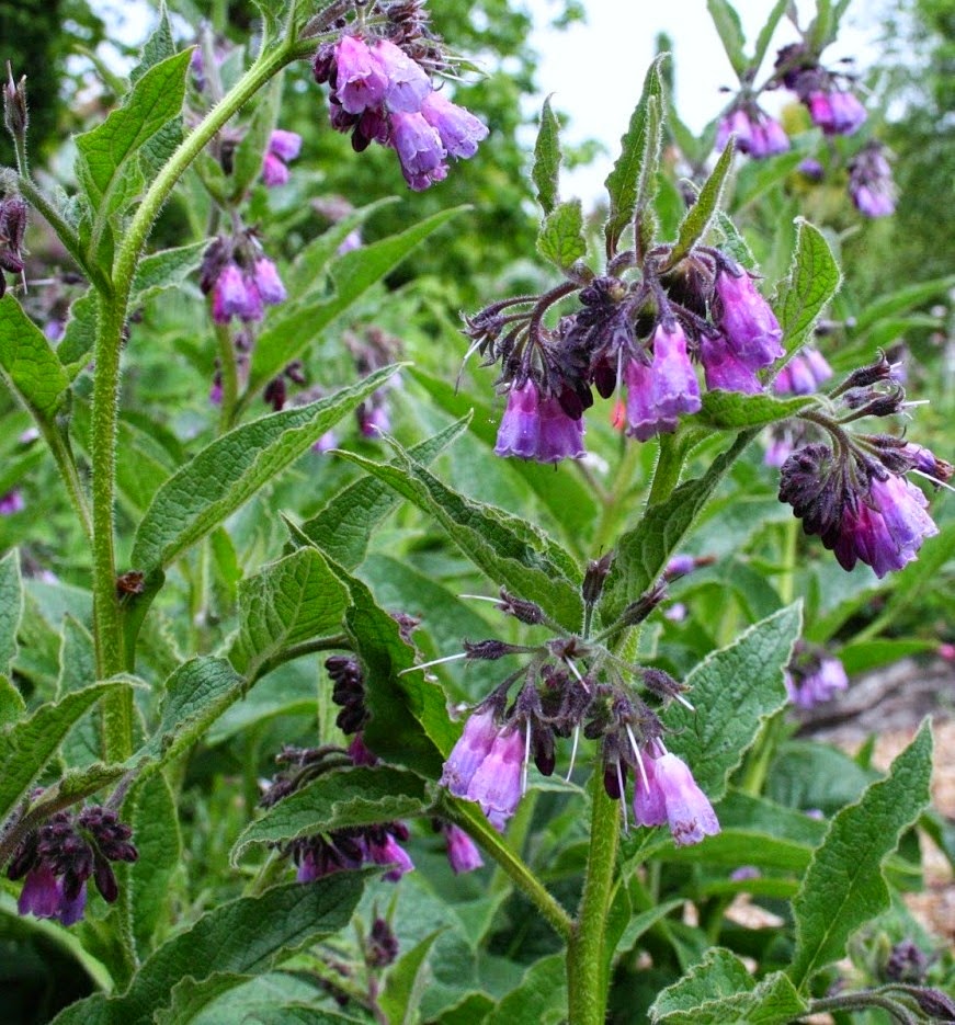 HUERTO LOS ENEBROS: La consuelda rusa: un abono natural muy completo