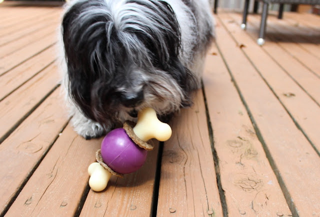 To Dog With Love: Entertain Your Pup With Busy Buddy and Lickety Stik ...
