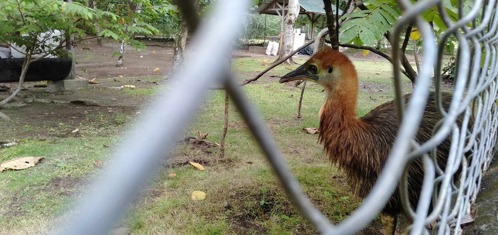 Casuarius casuarius (Kasuari Gelambir Ganda)