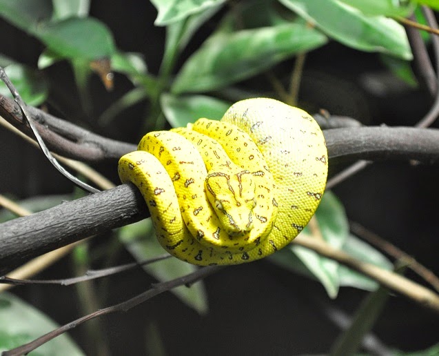 ZOOTOGRAFIANDO (6.100 ANIMALS): PITÓN ARBORÍCOLA VERDE / GREEN TREE ...
