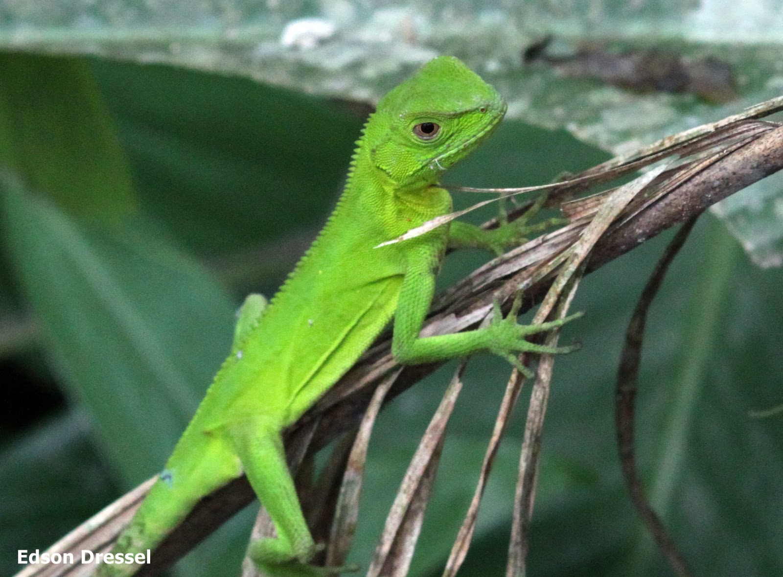 COAMA - Observar para Preservar!: Camaleao-papa-vento "Enyalius iheringi