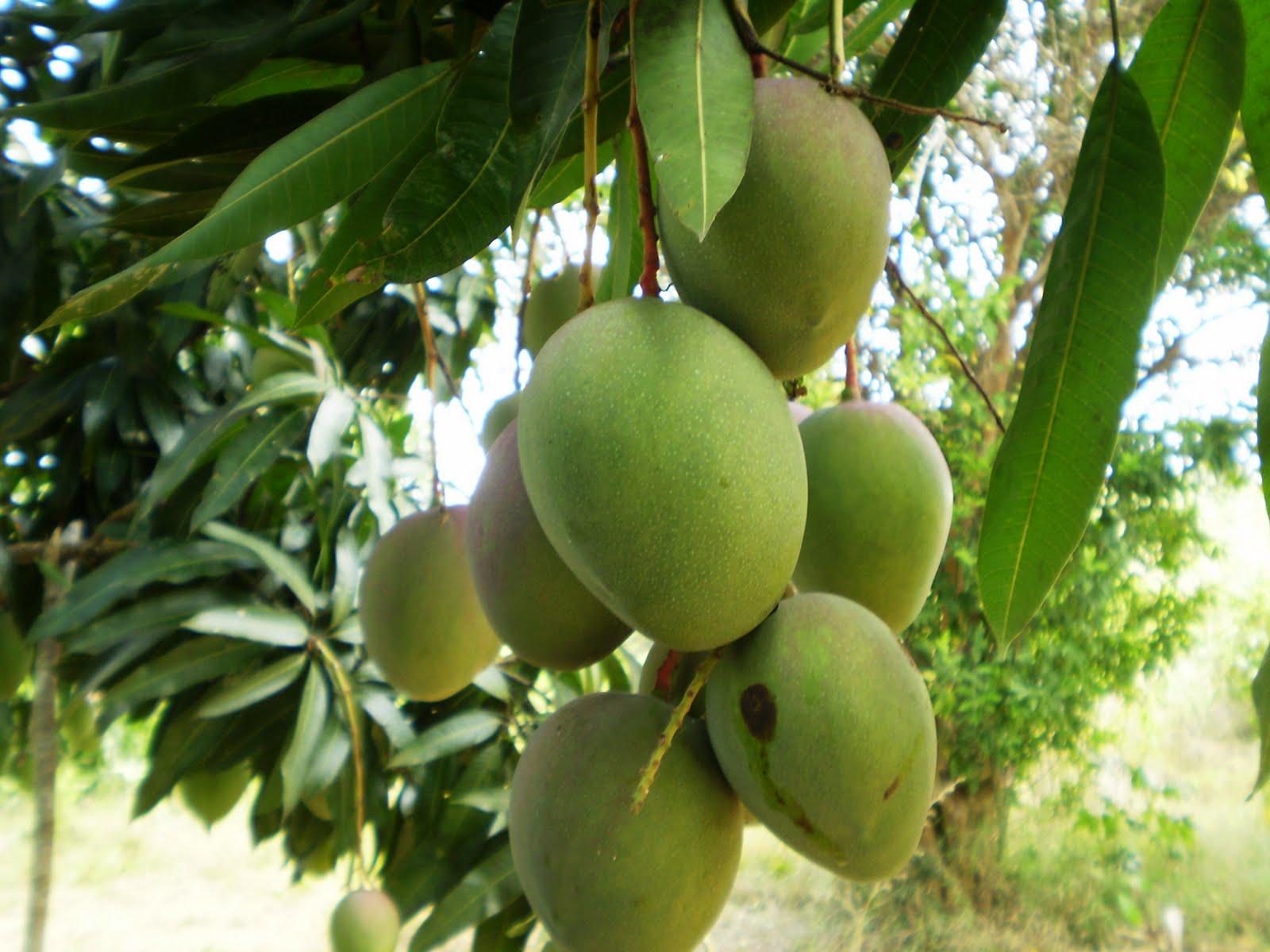 Jifunze Kilimo: KILIMO BORA CHA MAEMBE