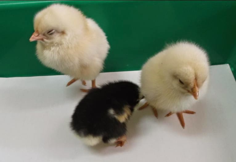 LOS PEQUES: POLLITOS