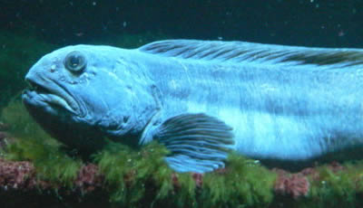Info-Junction Blog: Atlantic Wolffish