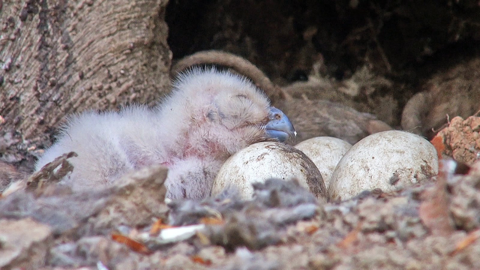 Robin Jähne Natur- und Tierdokumentation: Neues von Familie Uhu