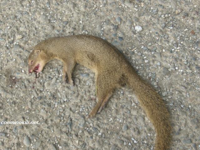 Mataron el Jurón! | Con mi Nokia en la mano.