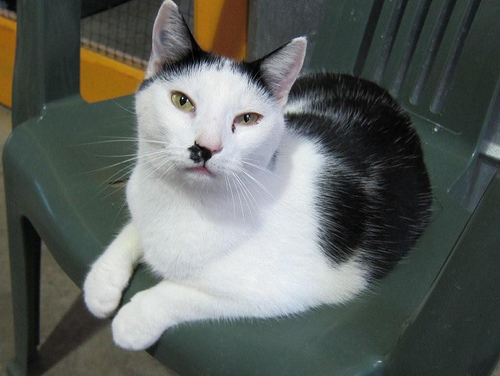 Cat of the Week: Alton - Goathouse Refuge