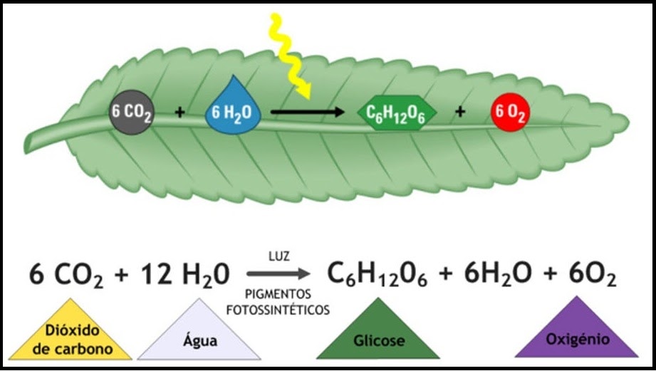 Manual da Biologia: FOTOSSÍNTESE