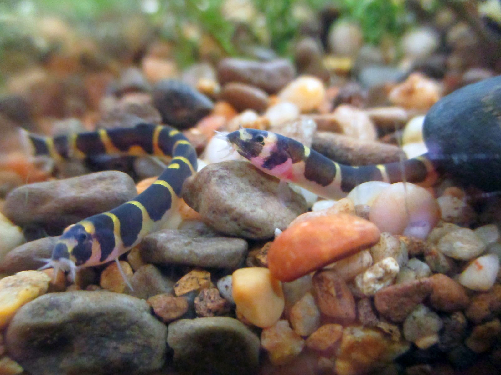 Green Jean: favorite kuhli pics of the week