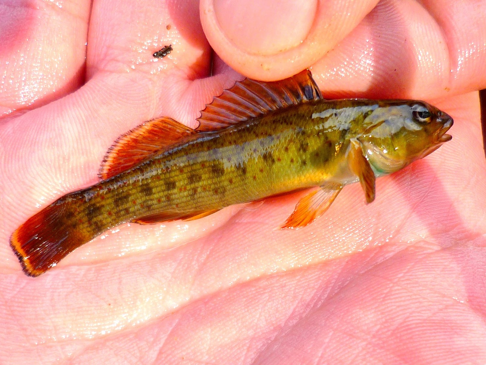 The Aquarist's Life: Tangerine Dreamin'