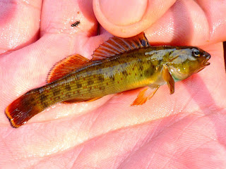 The Aquarist's Life: Tangerine Dreamin'