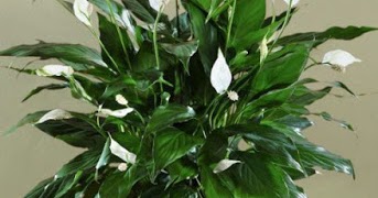 SPATIFILUM – ŽENSKA SREĆA.. MAGIČNA MOĆ OVE SOBNE BILJKE!