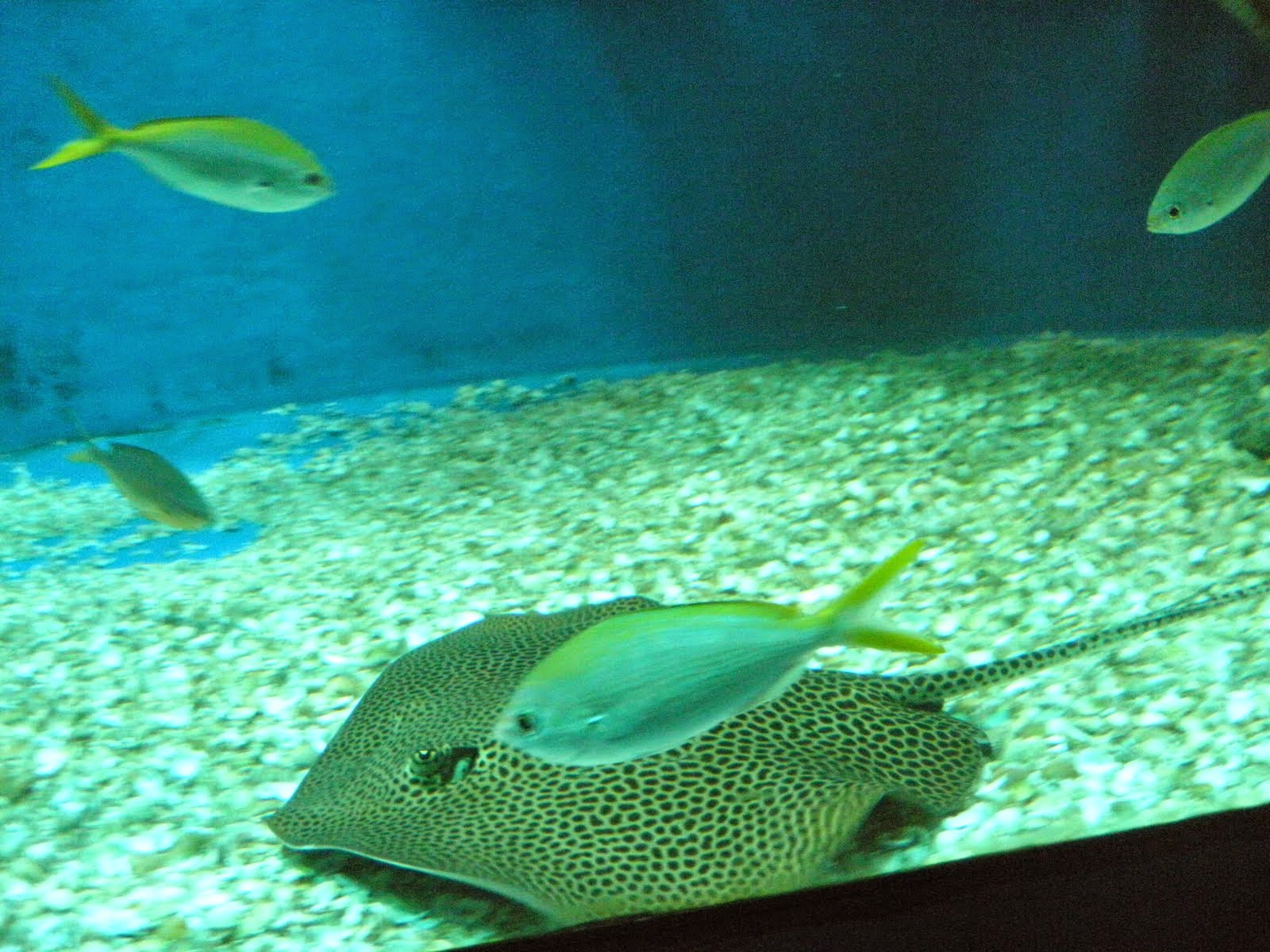 Langkawi Island: LANGKAWI ATTRACTIONS