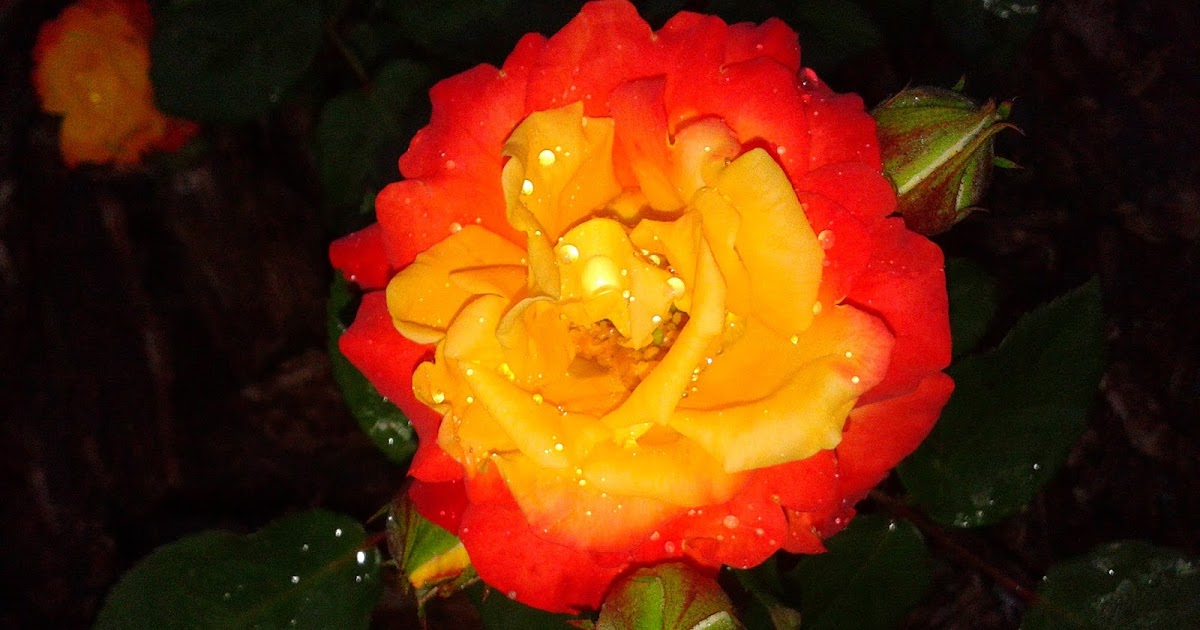 Ranczo Elma: Róża (Rosa) Rumba