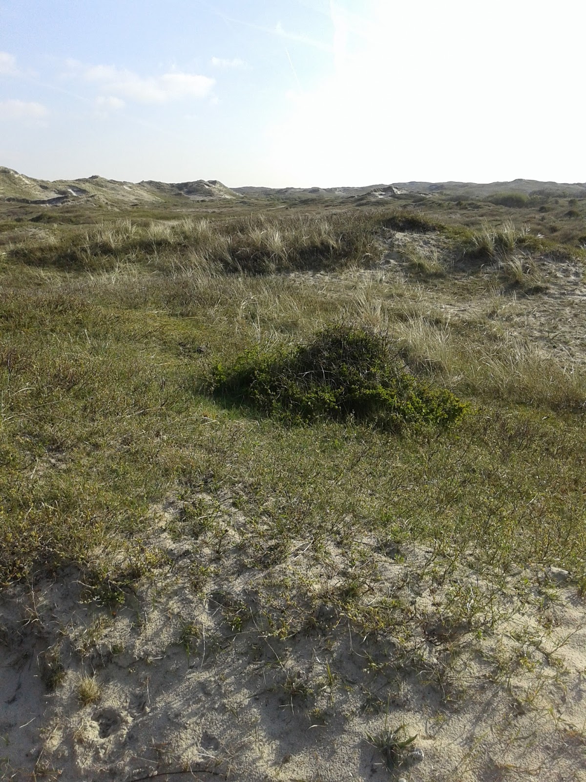 Natuurgedichten: BEDEESD