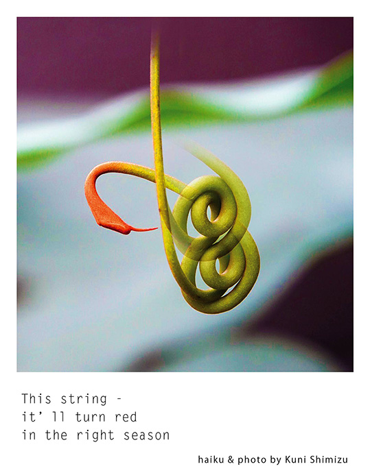 see haiku here 2: May 2018