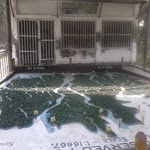 Travel Information in Bangladesh: Karamjol- The introducing of Sundarban