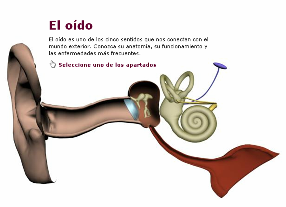 2º CICLO EN LA NAVATA: EL SENTIDO DEL OIDO: EL OIDO