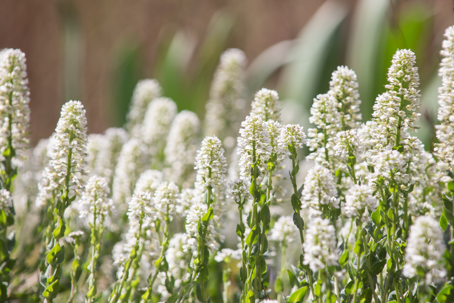 Pildid siit ja sealt: Väike kogus järgmisi lillede pilte