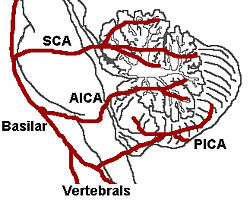 SISTEMA NERVIOSO (BIOMECANICA-FISIOLOGIA-MORFOLOGIA)