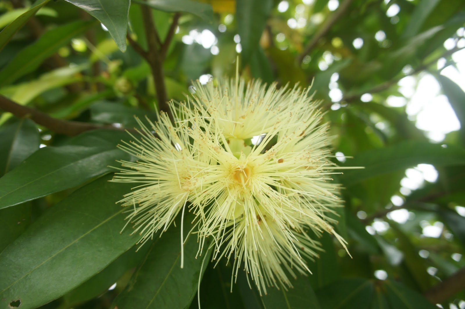 Riverine Parks: Jambu Ayer (Syzygium aqueum)