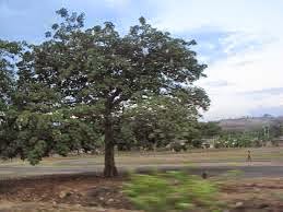 CONOCE A TU MUNICIPIO BOLIVAR