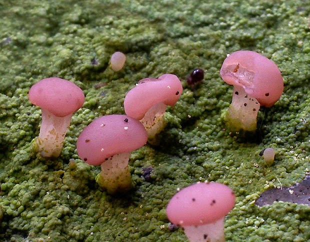 Lichenul roșu (Baeomyces rufus) | Ciupercomania, totul, cu si despre ...