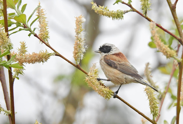 Aves y Fotografía de Naturaleza: La primavera ya ha llegado/Spring is here