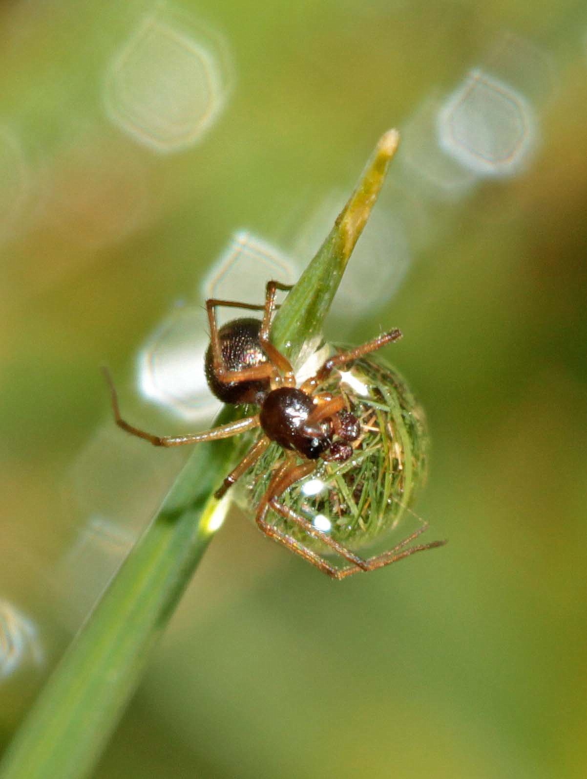Chateau Moorhen..... goes south!: February bugs