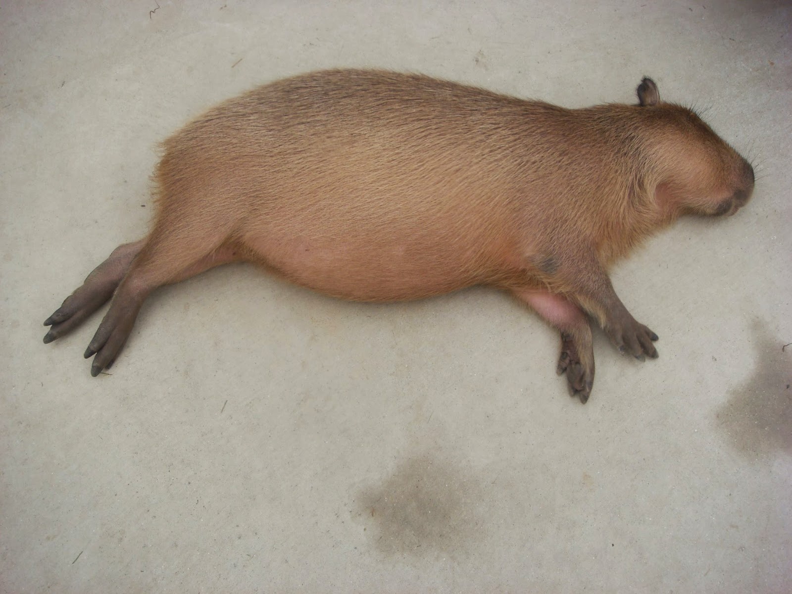 RLE Blog: Kobe Animal Kingdom