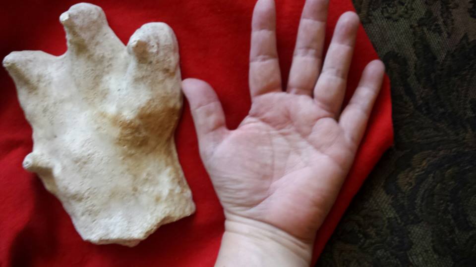 Evidence of Reptilian Humanoids?